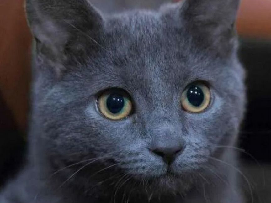 Котёнок русской голубой кошки