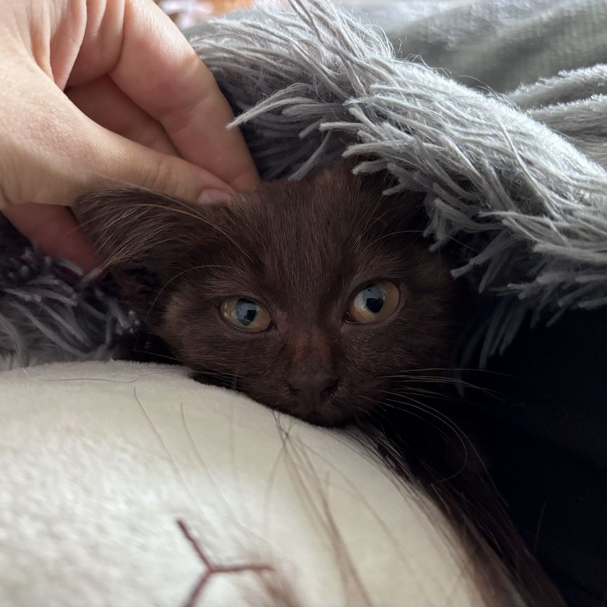 Кошечка 2 месяца шоколадного цвета