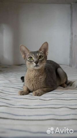 Кошка абиссинка окрас голубой