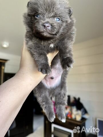 Четверо мальчиков миники