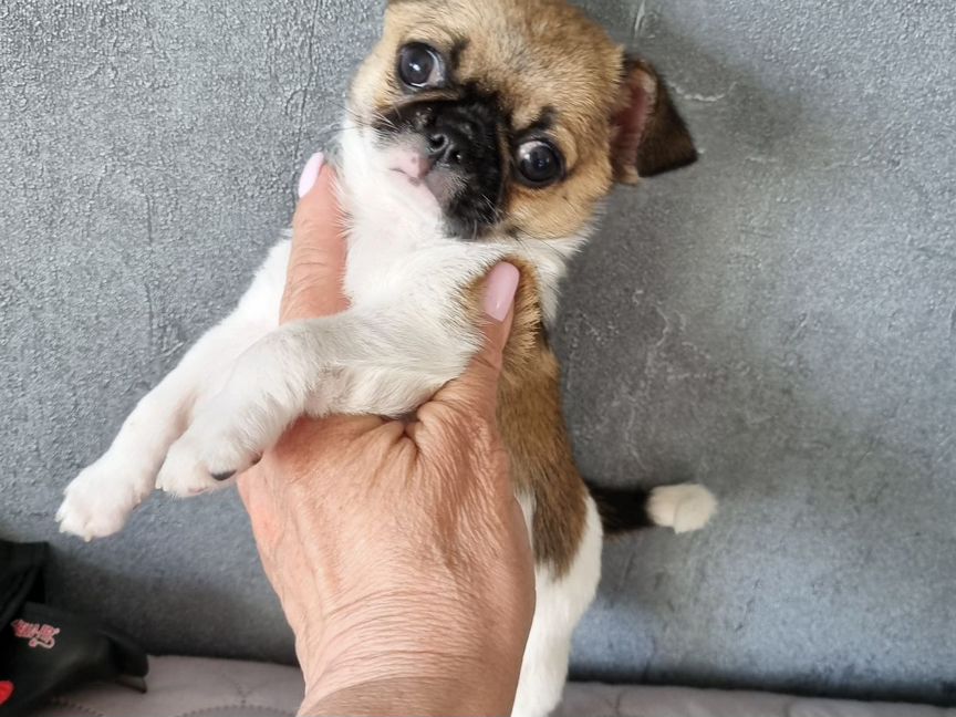 Чихуахуа девочка красотка