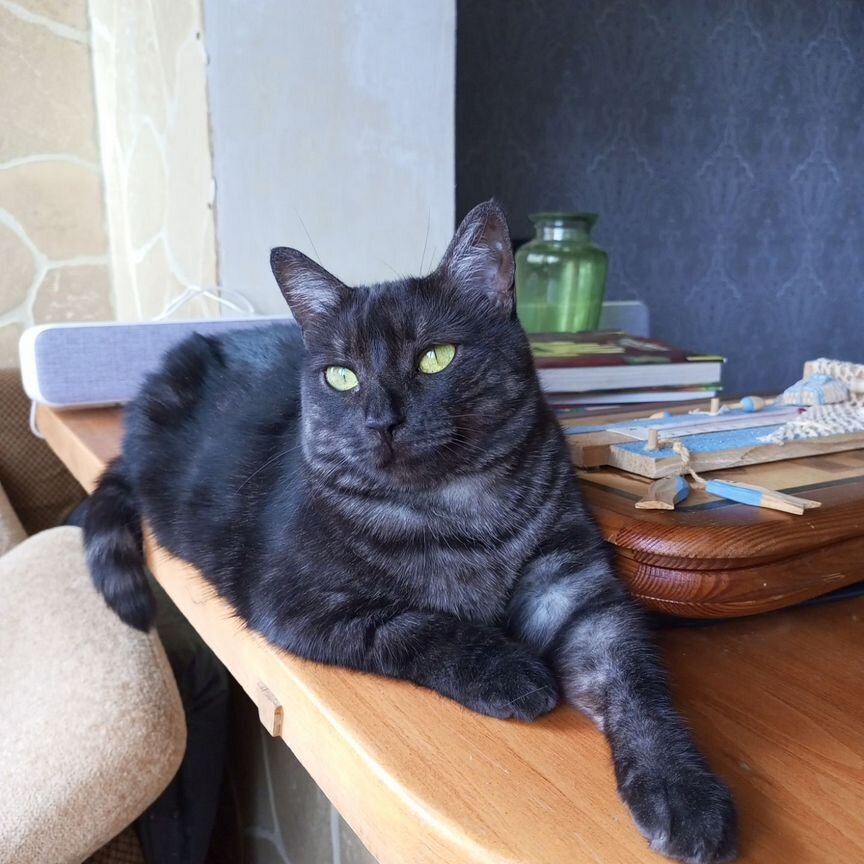 Отдам в добрые руки кошку