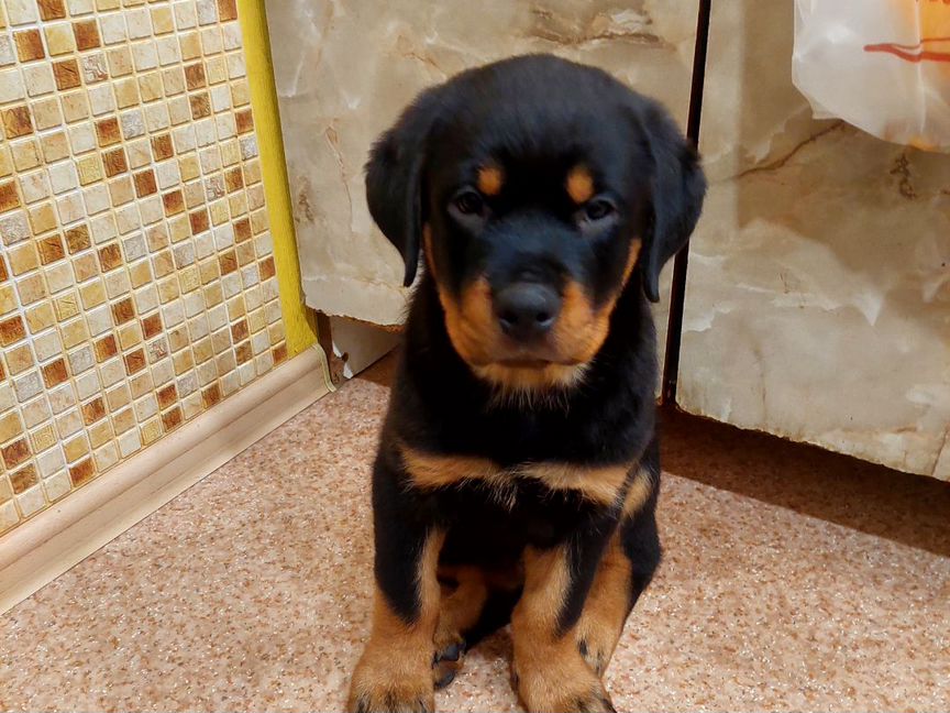 Щенки ротвейлера
