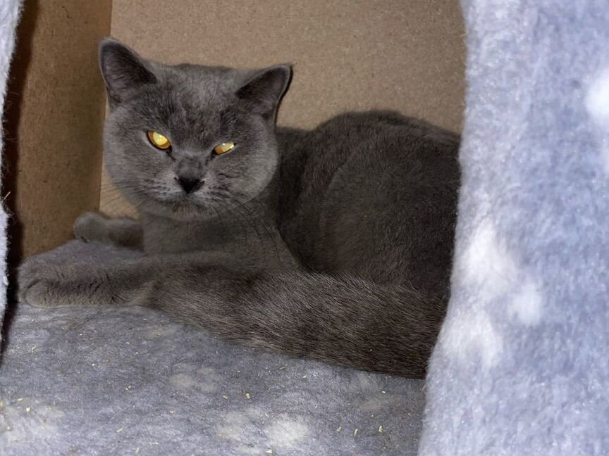 Кот или кошка