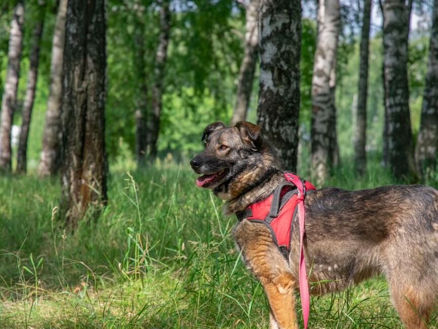 Собаки бесплатно