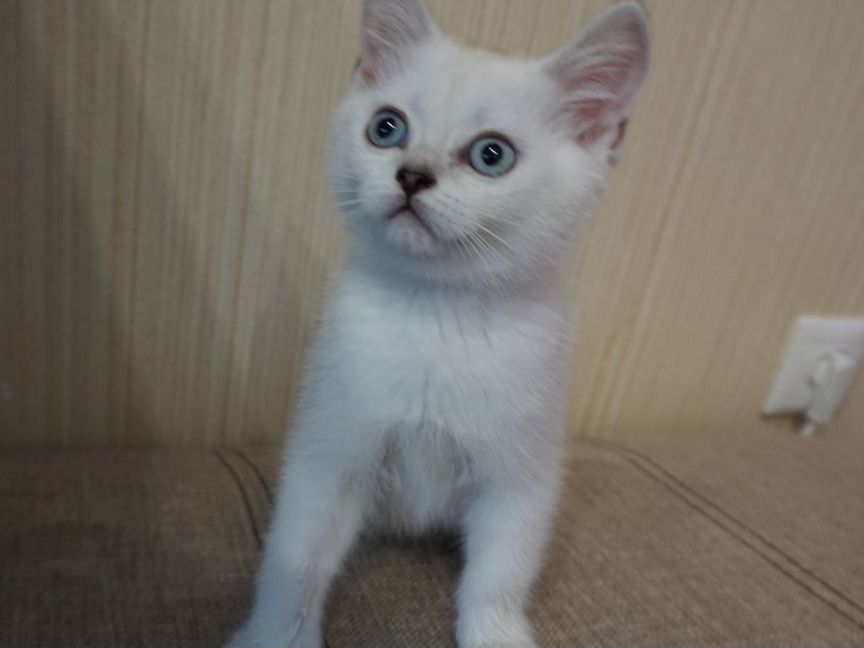 Британские котята серебристая шиншилла