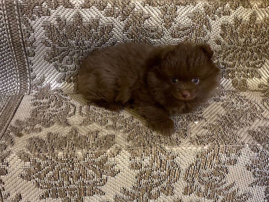 Шоколадный шпиц