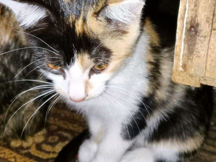Котенок в добрые руки