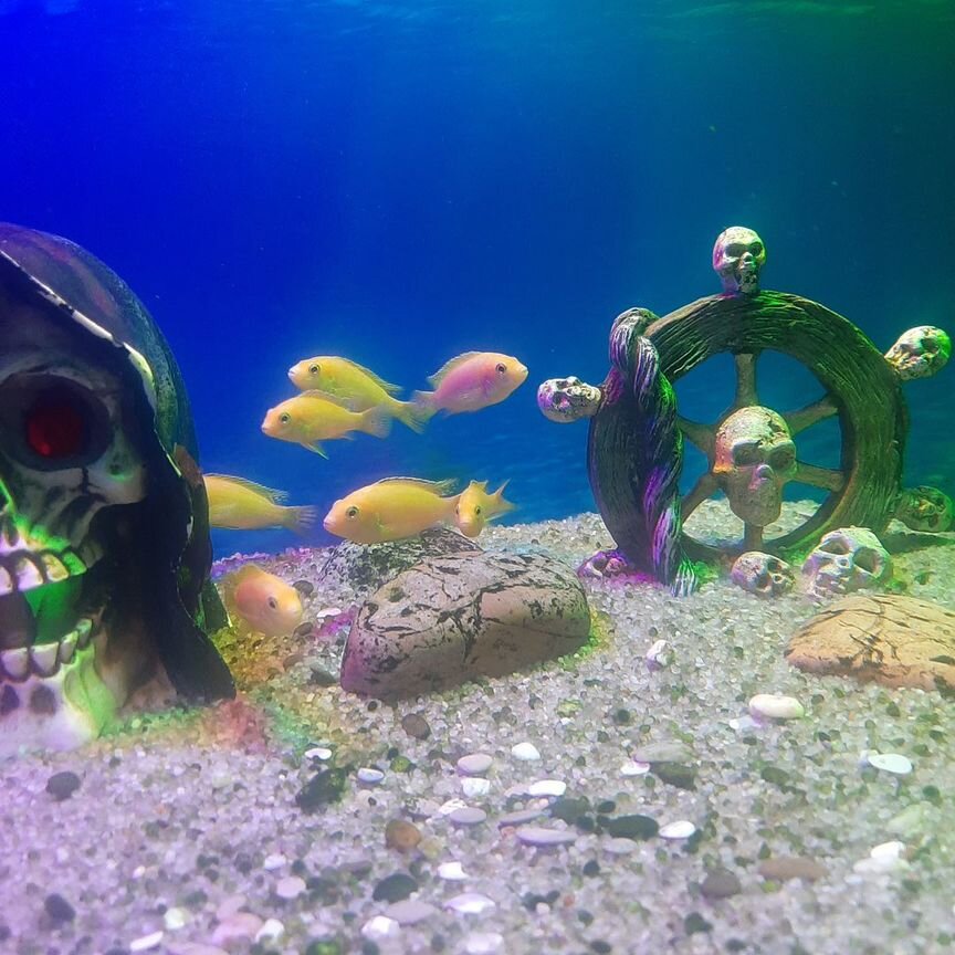 Малавийские цихлиды. Yello