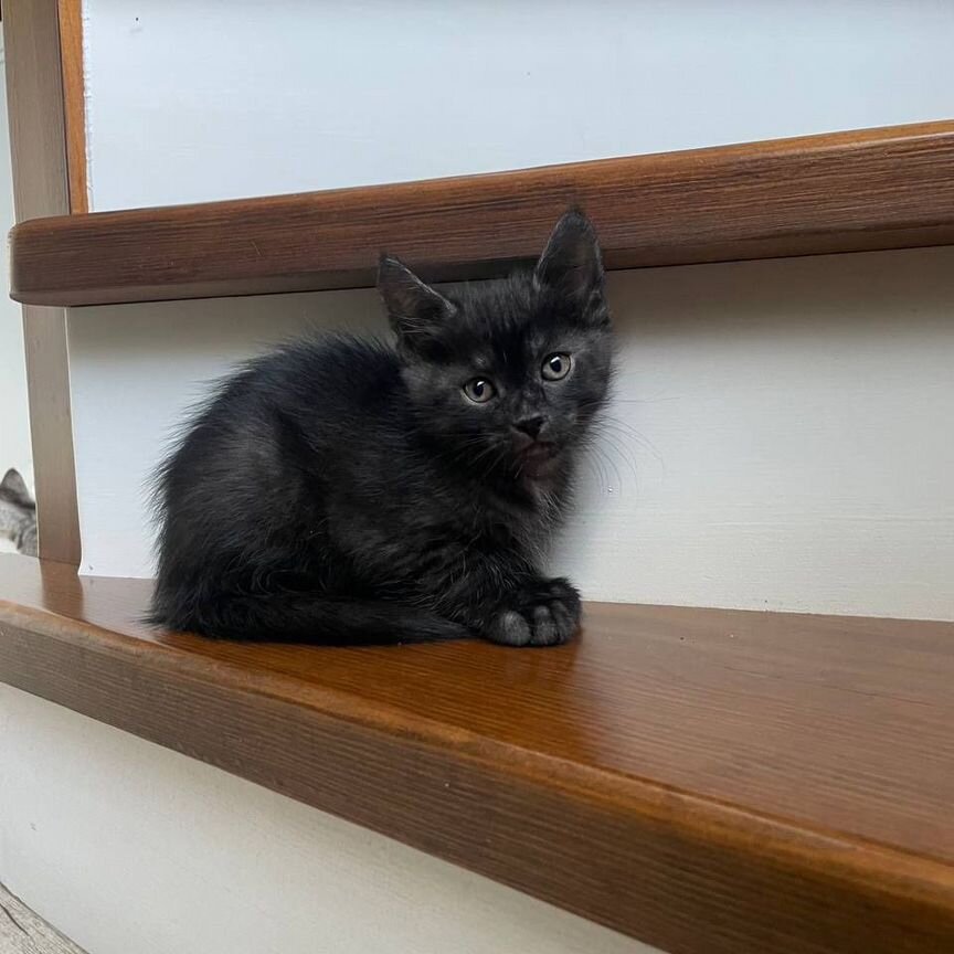 Отдадим котят бесплатно