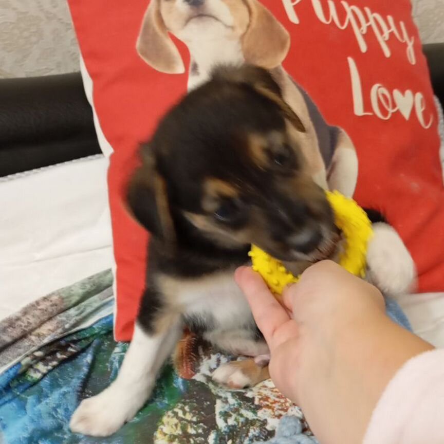 Щенок в добрые руки бесплатно маленькая порода