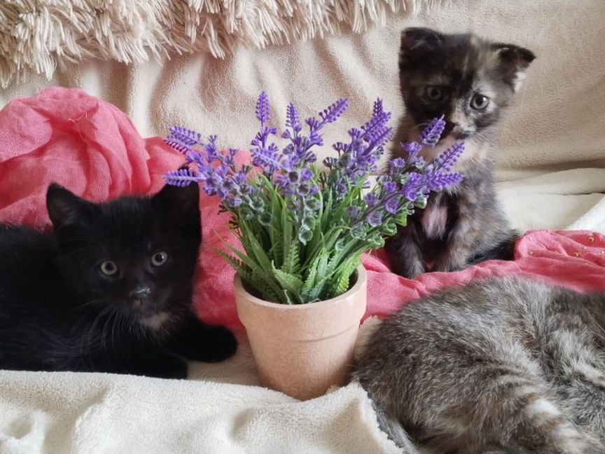 Котята на радость