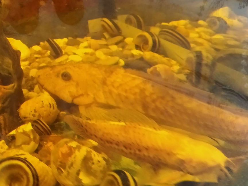 Таракатумы, улитки мариза