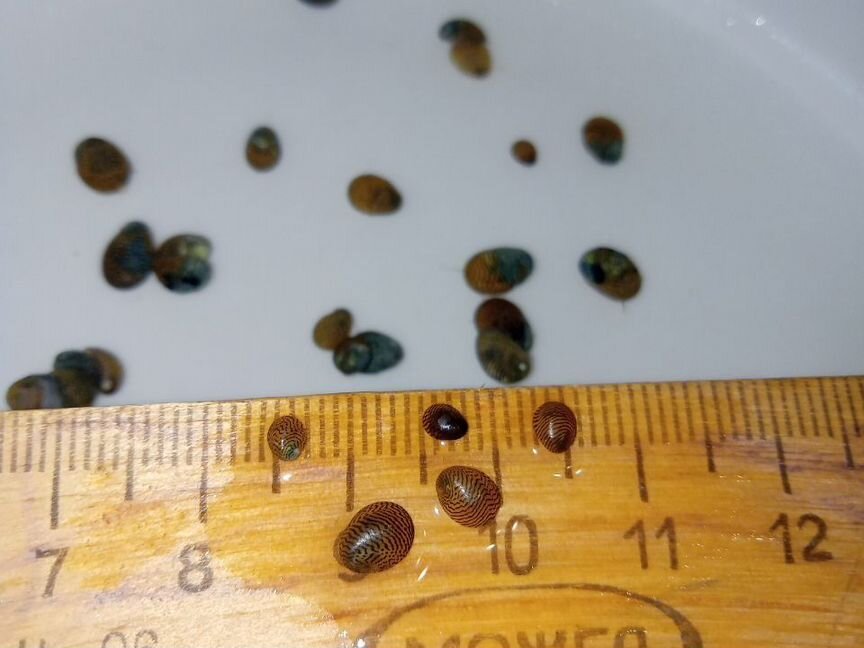 Аквариумные улитки - теодоксусы, хелены