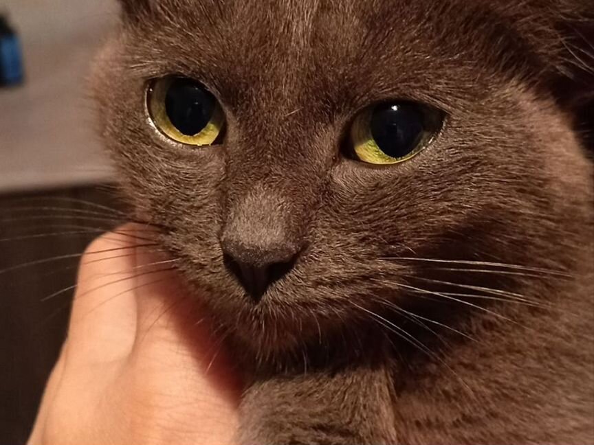 Котёнок подросток