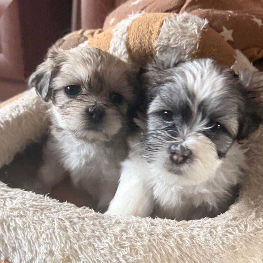 Ши-тцу, щенок