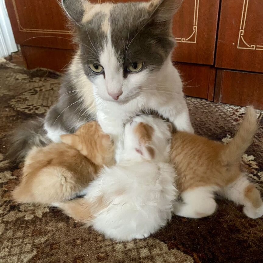 Котята в добрые руки