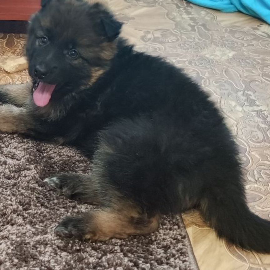 Немецкая овчарка, щенок