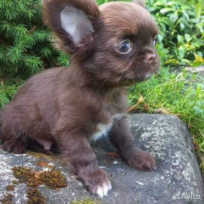 Сладкие детки