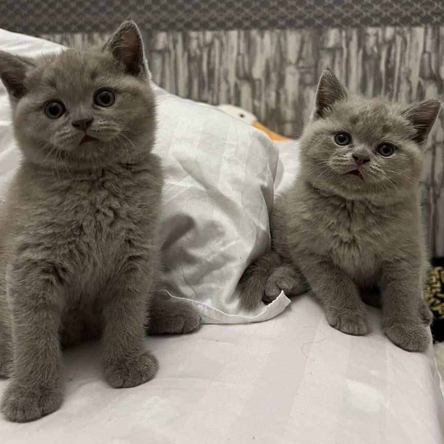 Британские котята короткошерстные