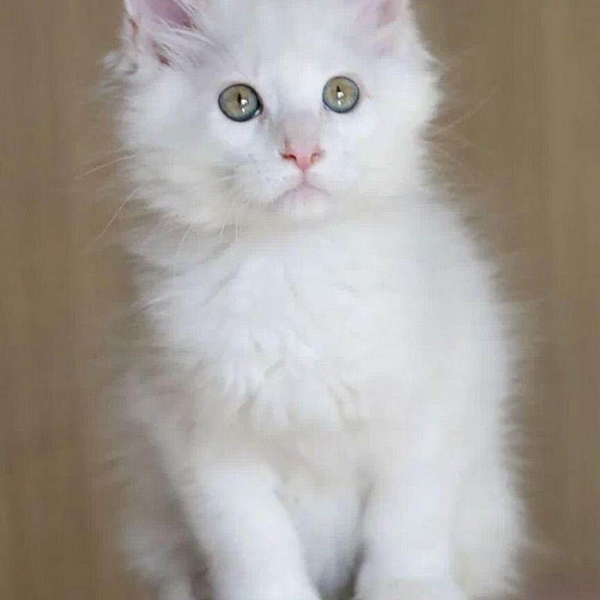 Сибирский котик