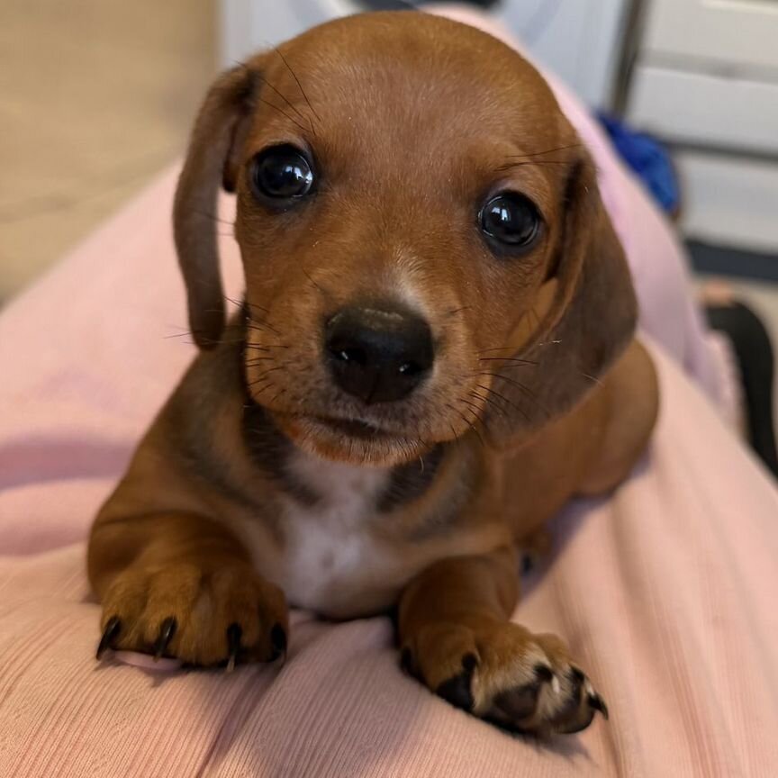 Такса, щенок