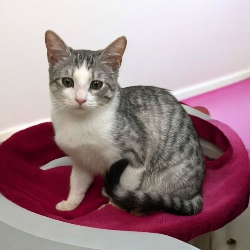 Котёнок Муся в добрые руки