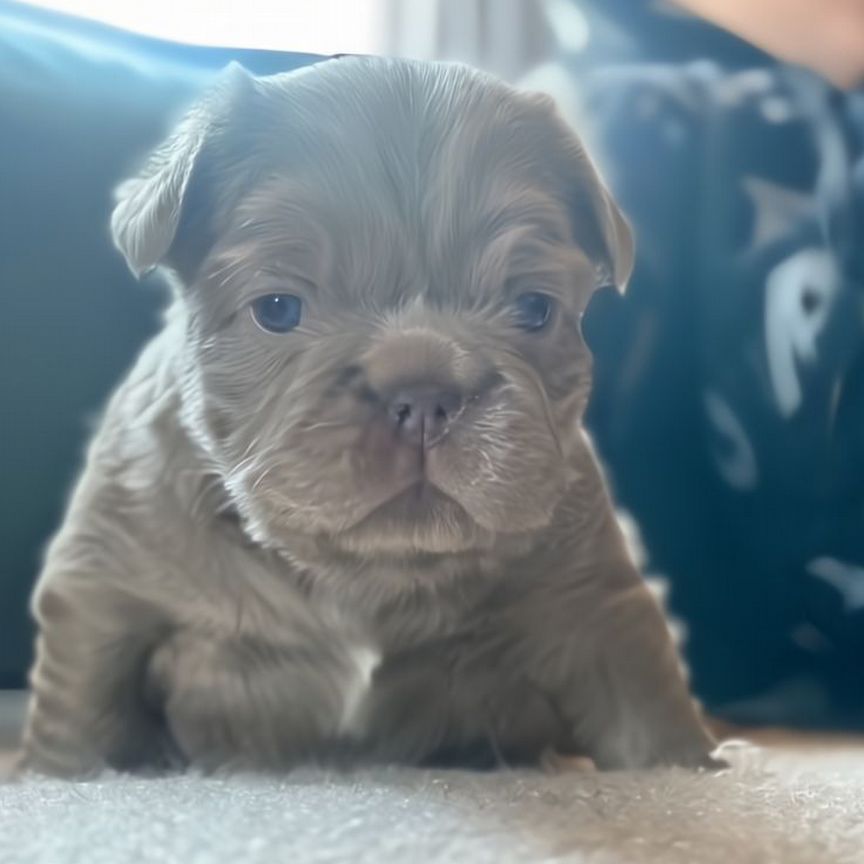 Французский бульдог, щенок