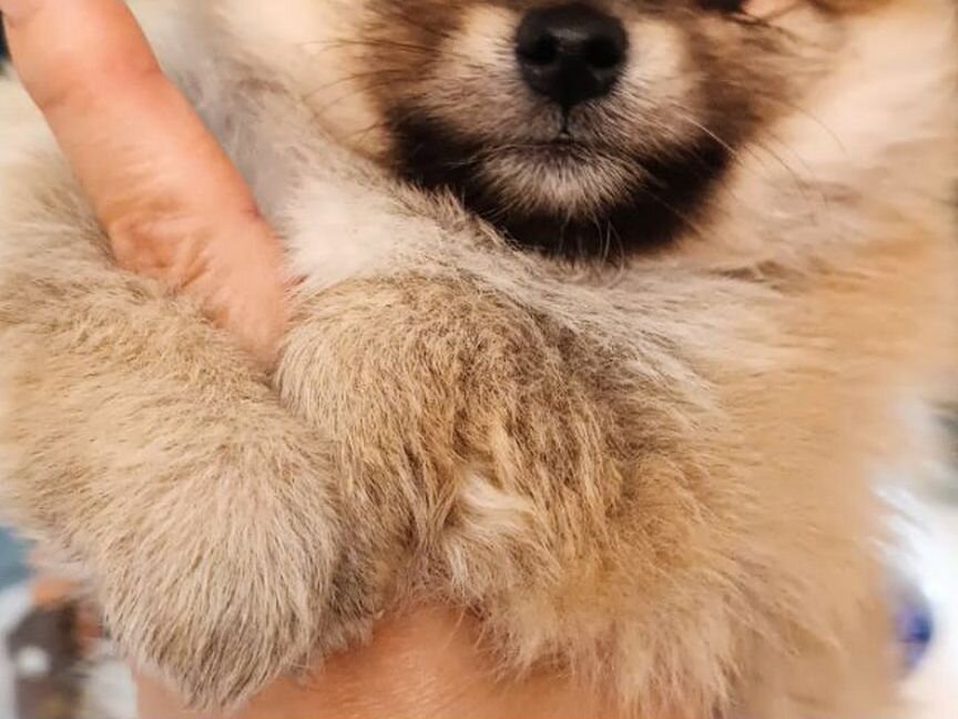 Щенки шпица