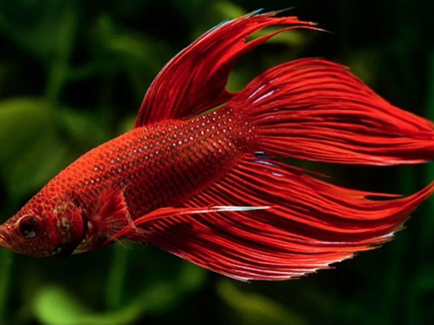 Петушок вуалевый красный, лабиринтовые рыбки