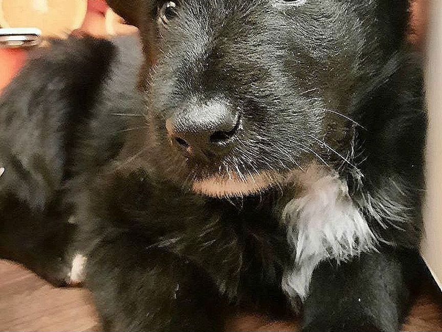 Малыш 2 мес, ласковый и добрый