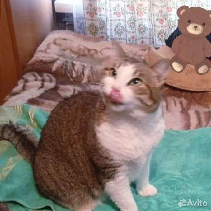 Ласковая и спокойная кошечка Маня ищет дом