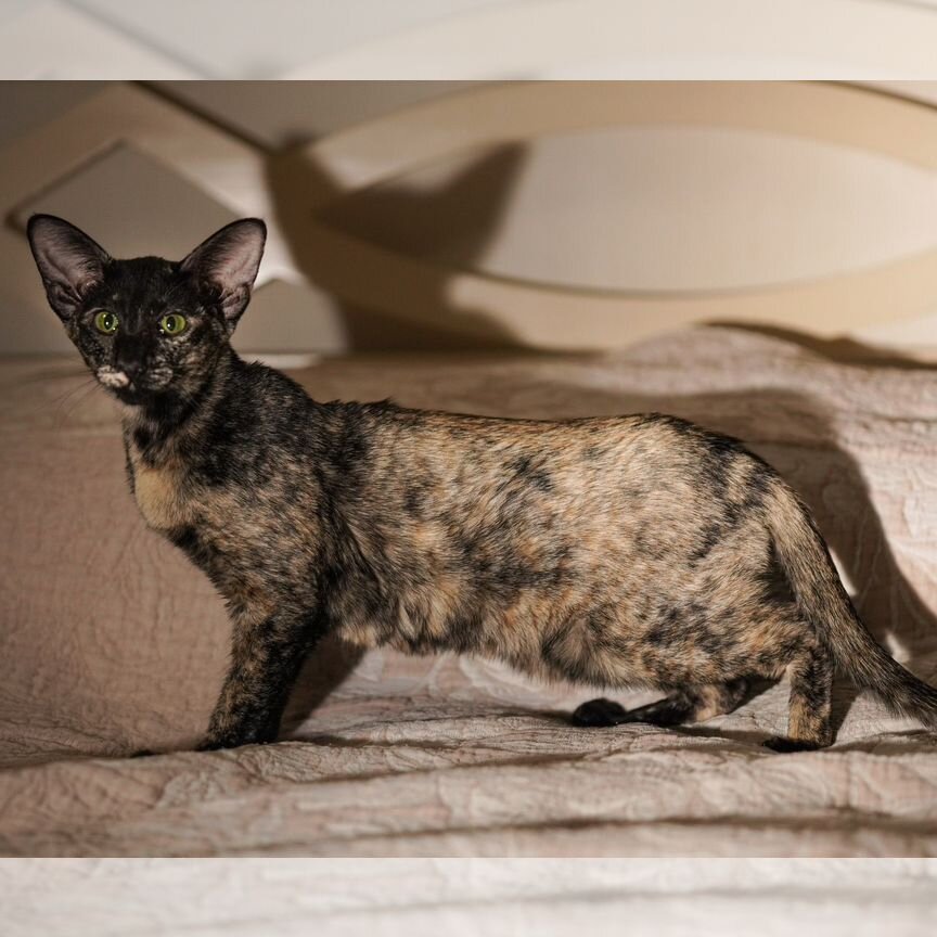 Ориентальная кошка