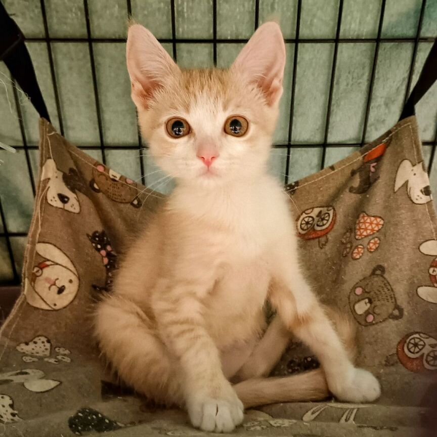 Котёнок в добрые руки