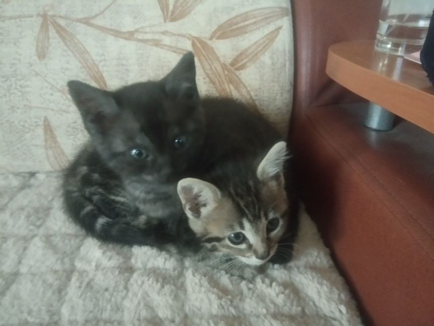 Котята Пятница и Тринадцатая ждут тебя