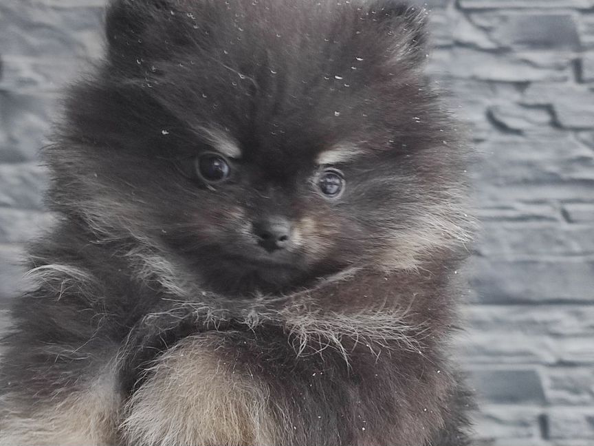 Померанский шпиц