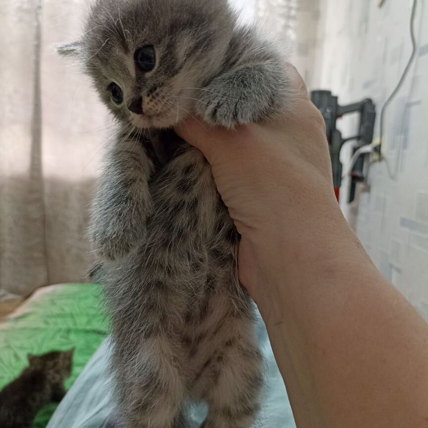 Шотландский вислоухий короткошёрстный котёнок