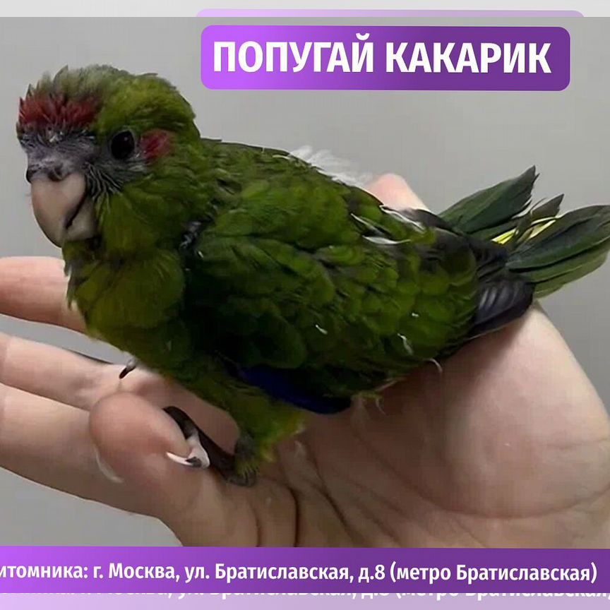 Попугай Какарик