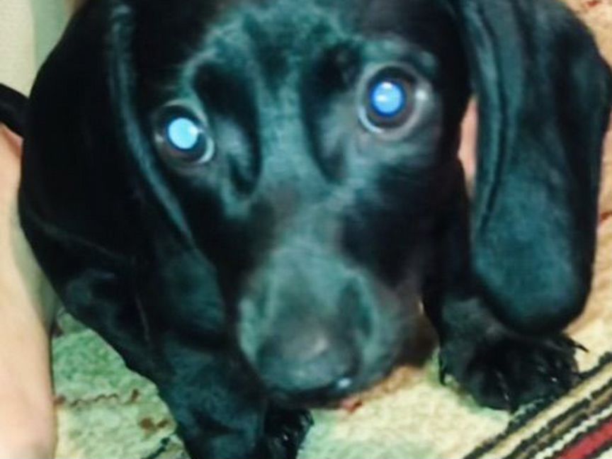 Собака такса