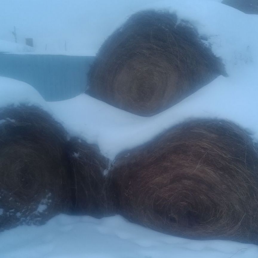 Продам сено в рулонах