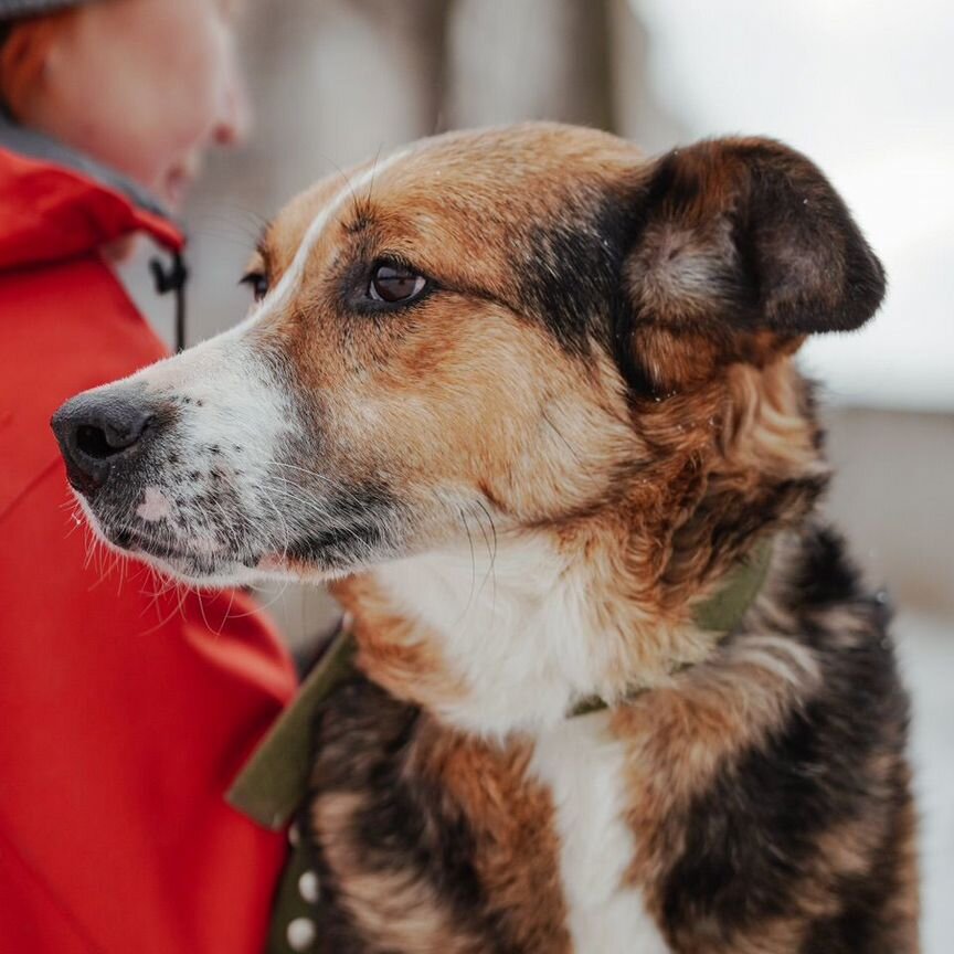 Собака Артур ищет дом