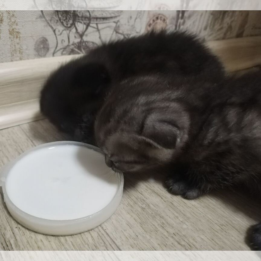 Красивые котята