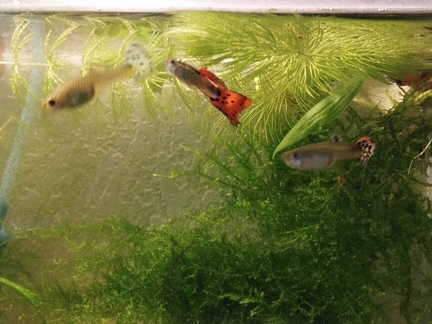 Рыбки гуппи