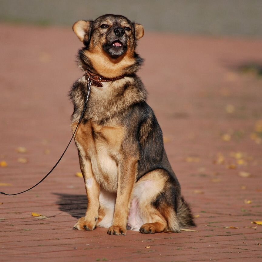 Собака в добрые руки