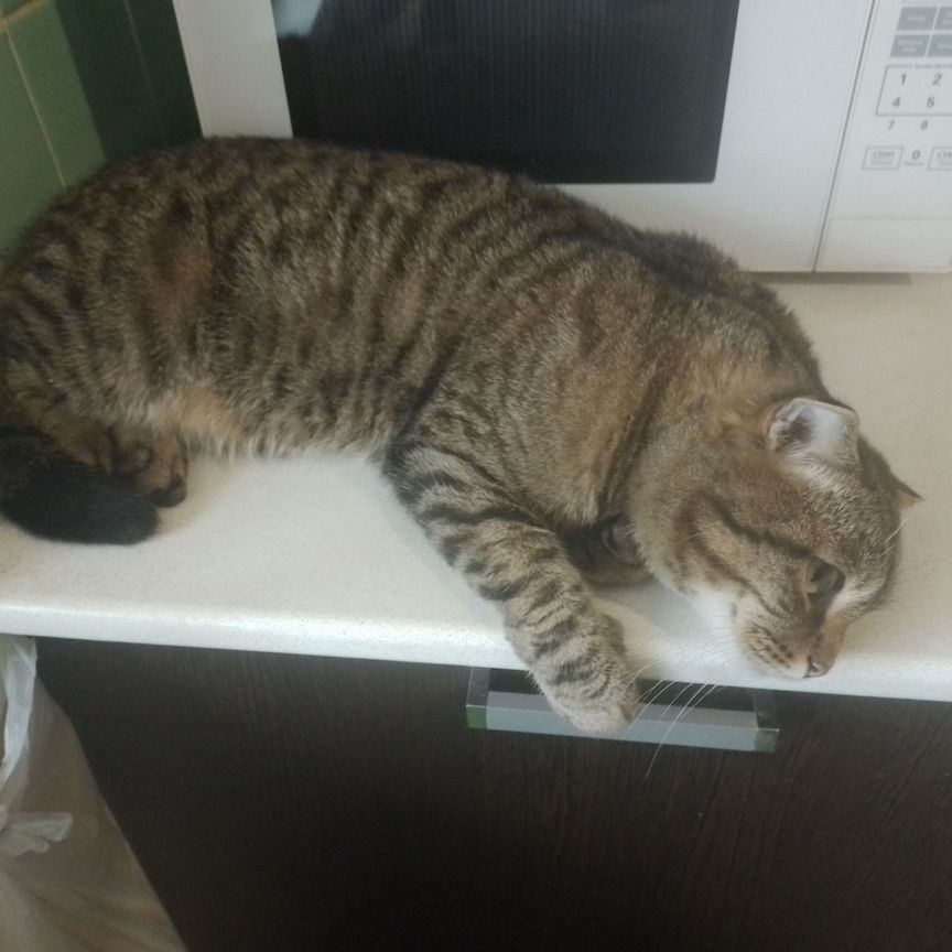 Весолухи кот