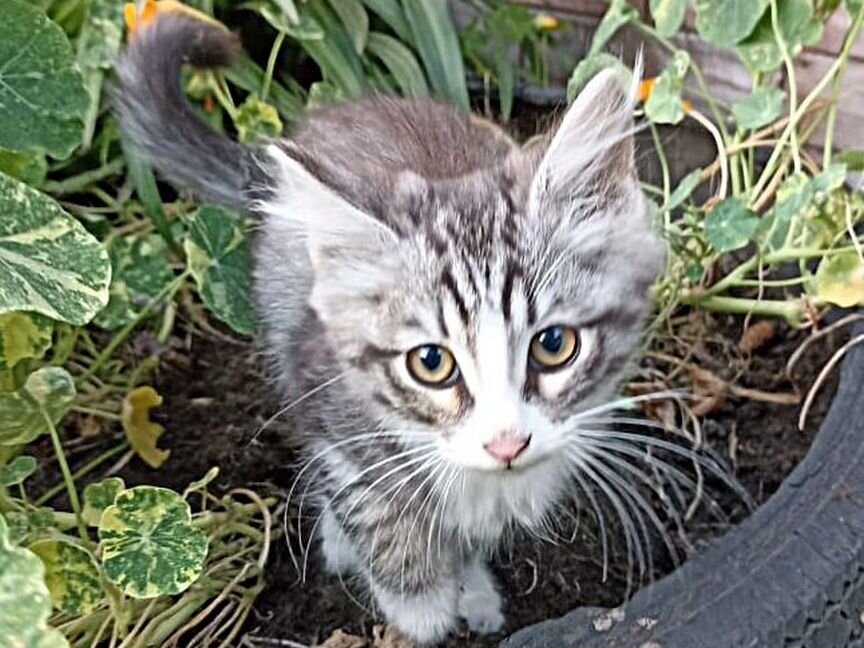 Котята мальчики и девочки 2,5 мес
