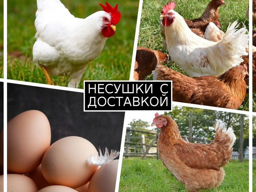 Куры несушки