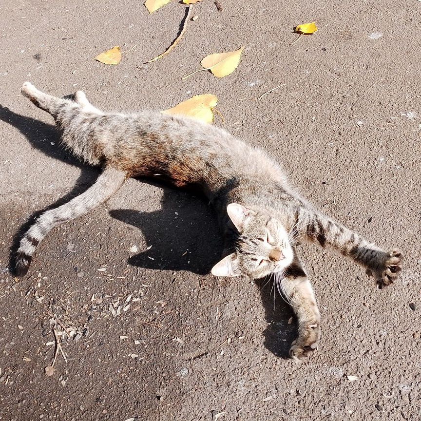 Котёнок на улице, никому не нужен