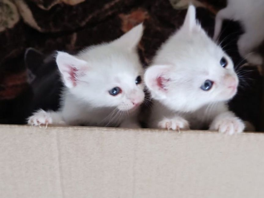 Котята