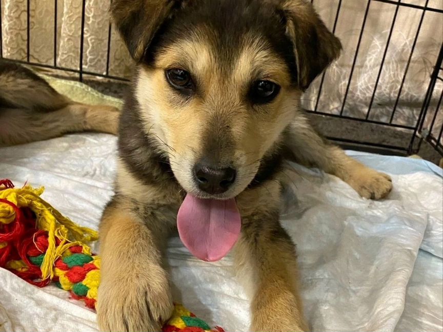 Ещё одно предательство щенков